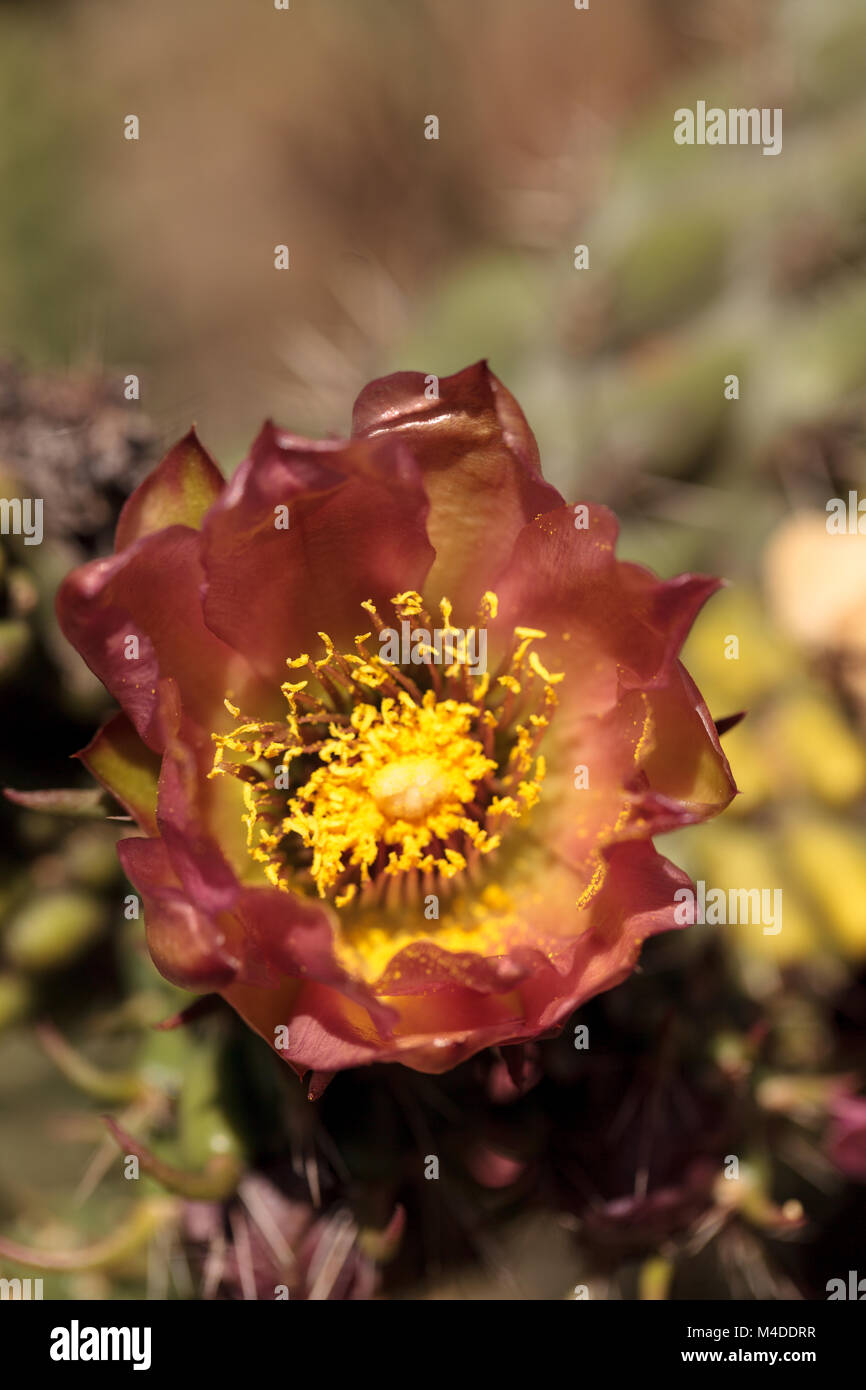 Purple flower on a ford barrel cactus, Ferocactus fordii Stock Photo ...