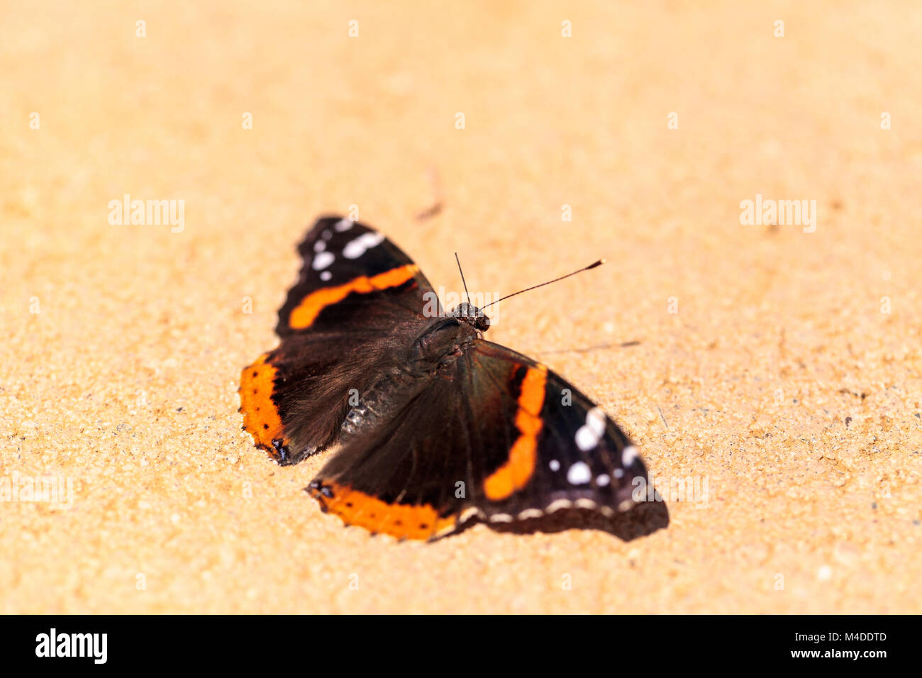 Red admiral butterfly, Vanessa atalanta Stock Photo - Alamy