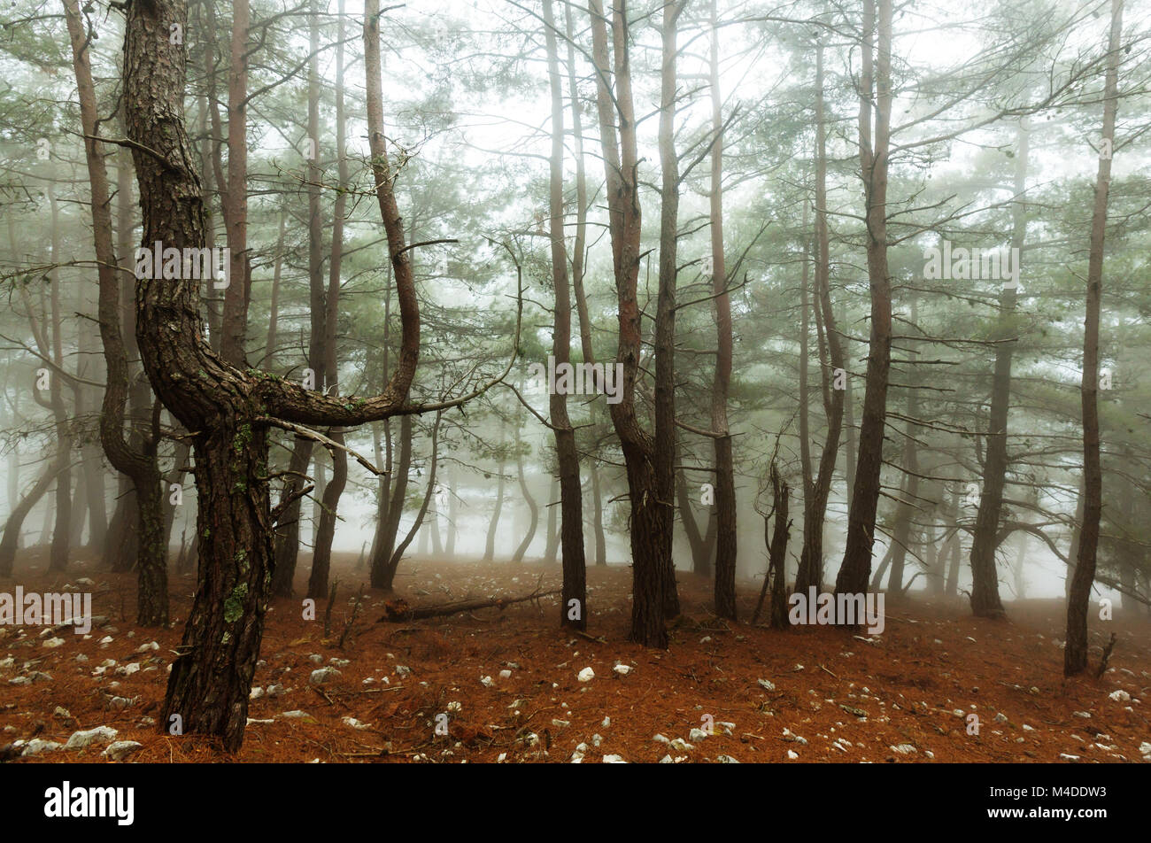 Fog in the forest Stock Photo - Alamy