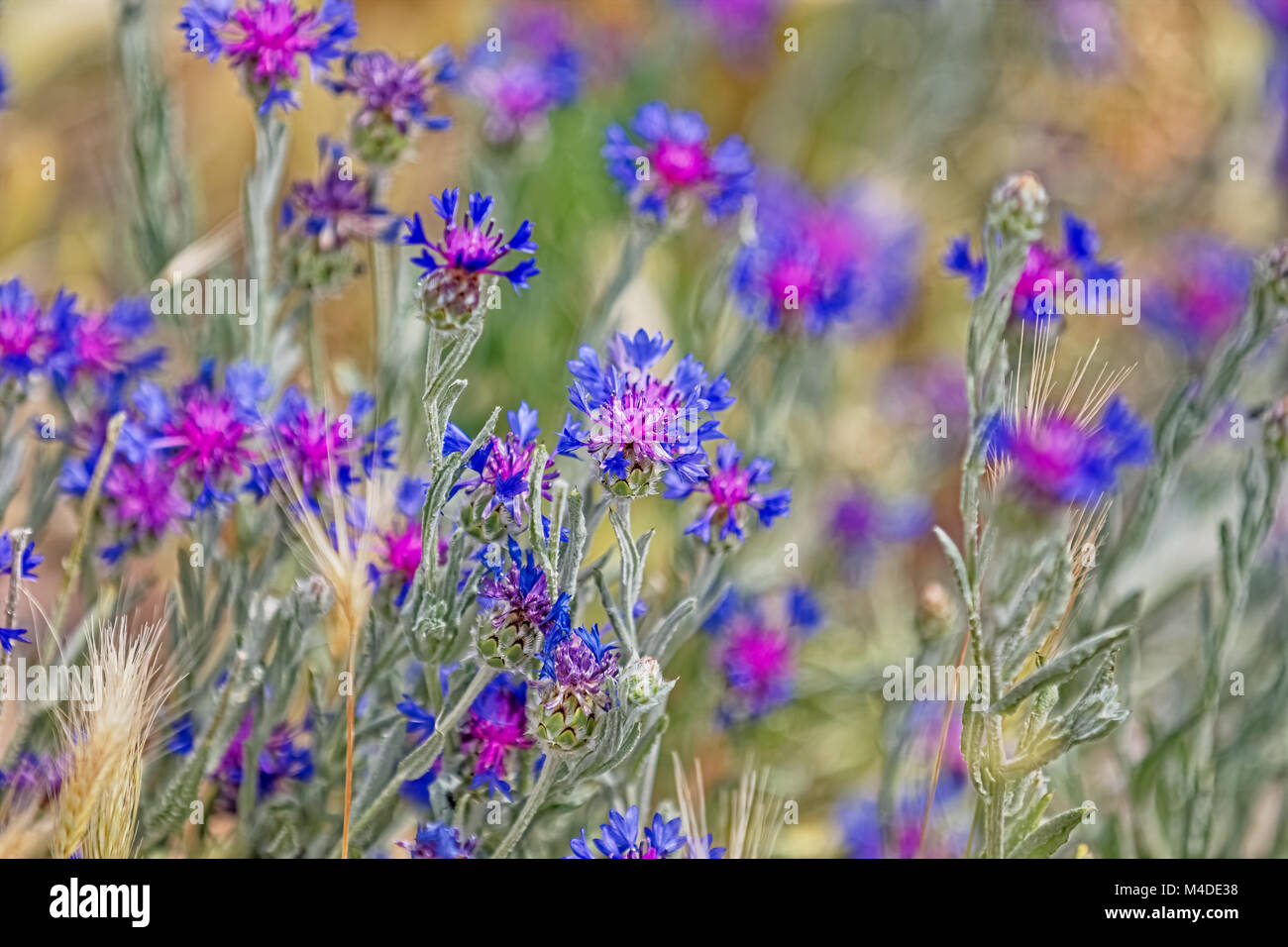 Pasargadae garden hi-res stock photography and images - Alamy