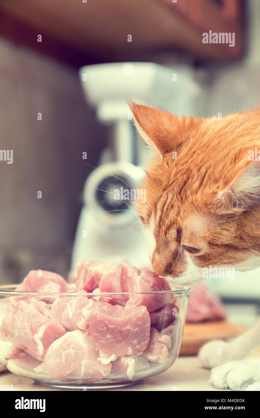 Cat eat meat hi-res stock photography and images - Alamy
