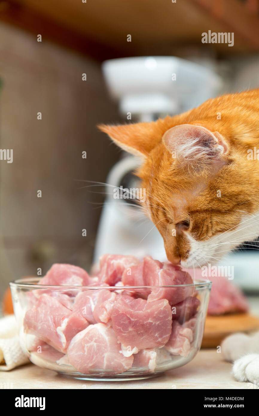 Cat takes a piece of meat from a table Stock Photo - Alamy