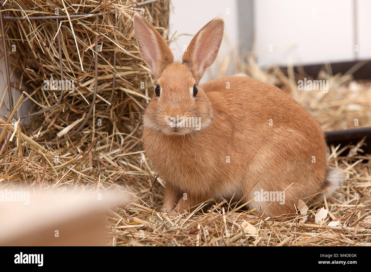 Rabbit sta hi-res stock photography and images - Alamy