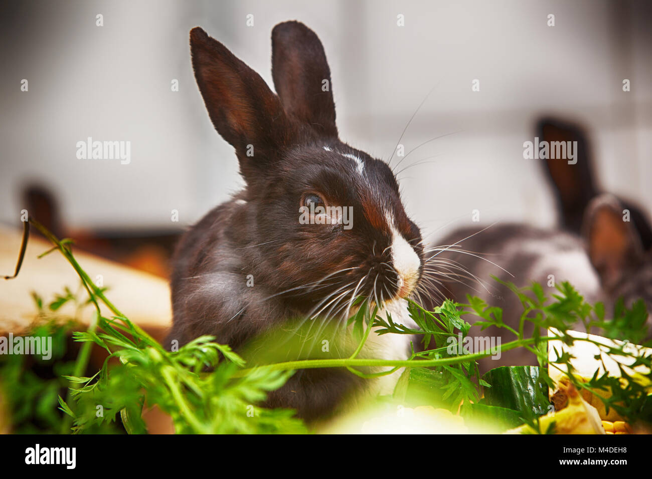 Rabbits straw hi-res stock photography and images - Alamy