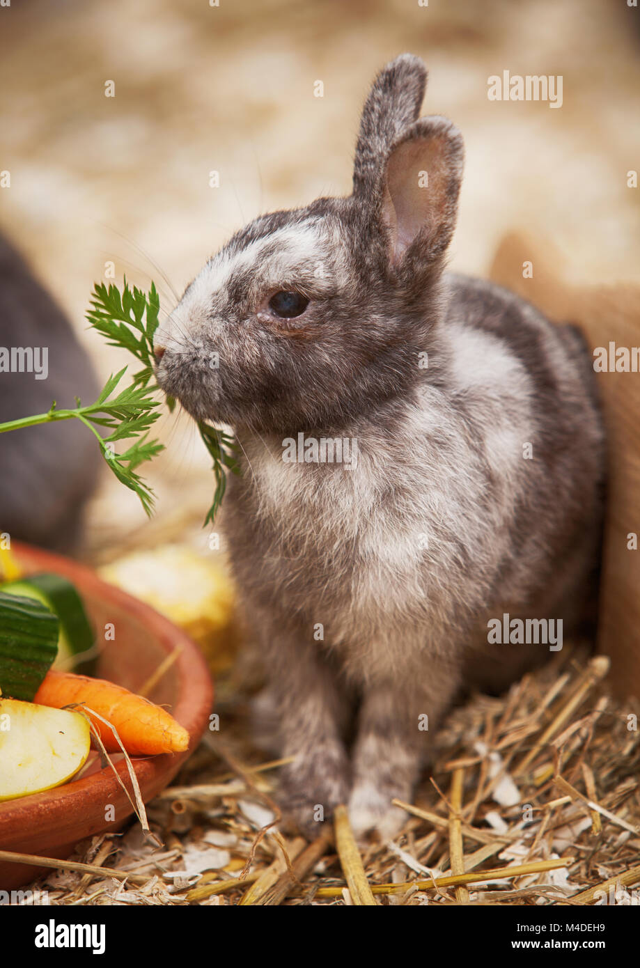 Rabbit shelter hi-res stock photography and images - Alamy