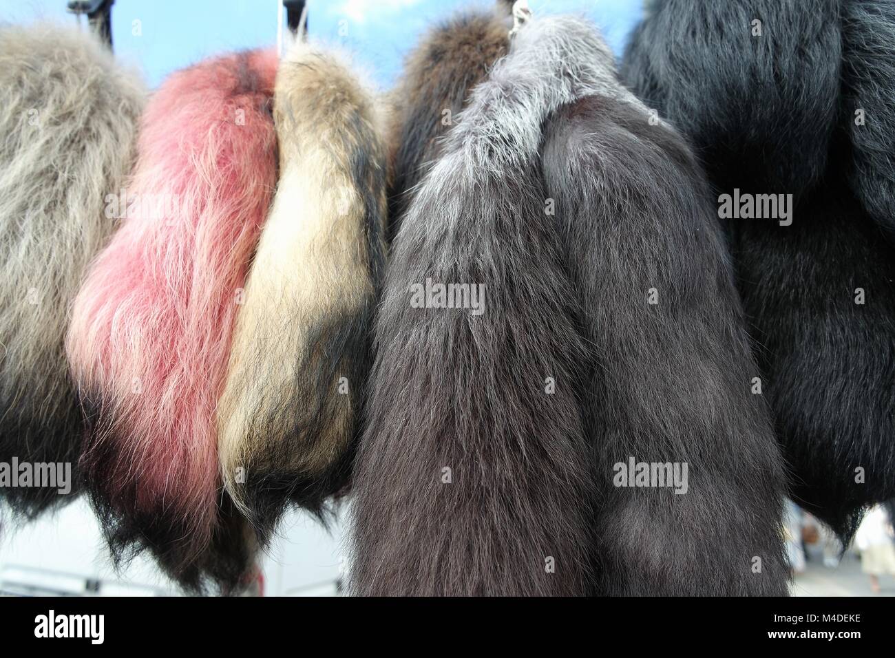 Fox tail hi-res stock photography and images - Alamy