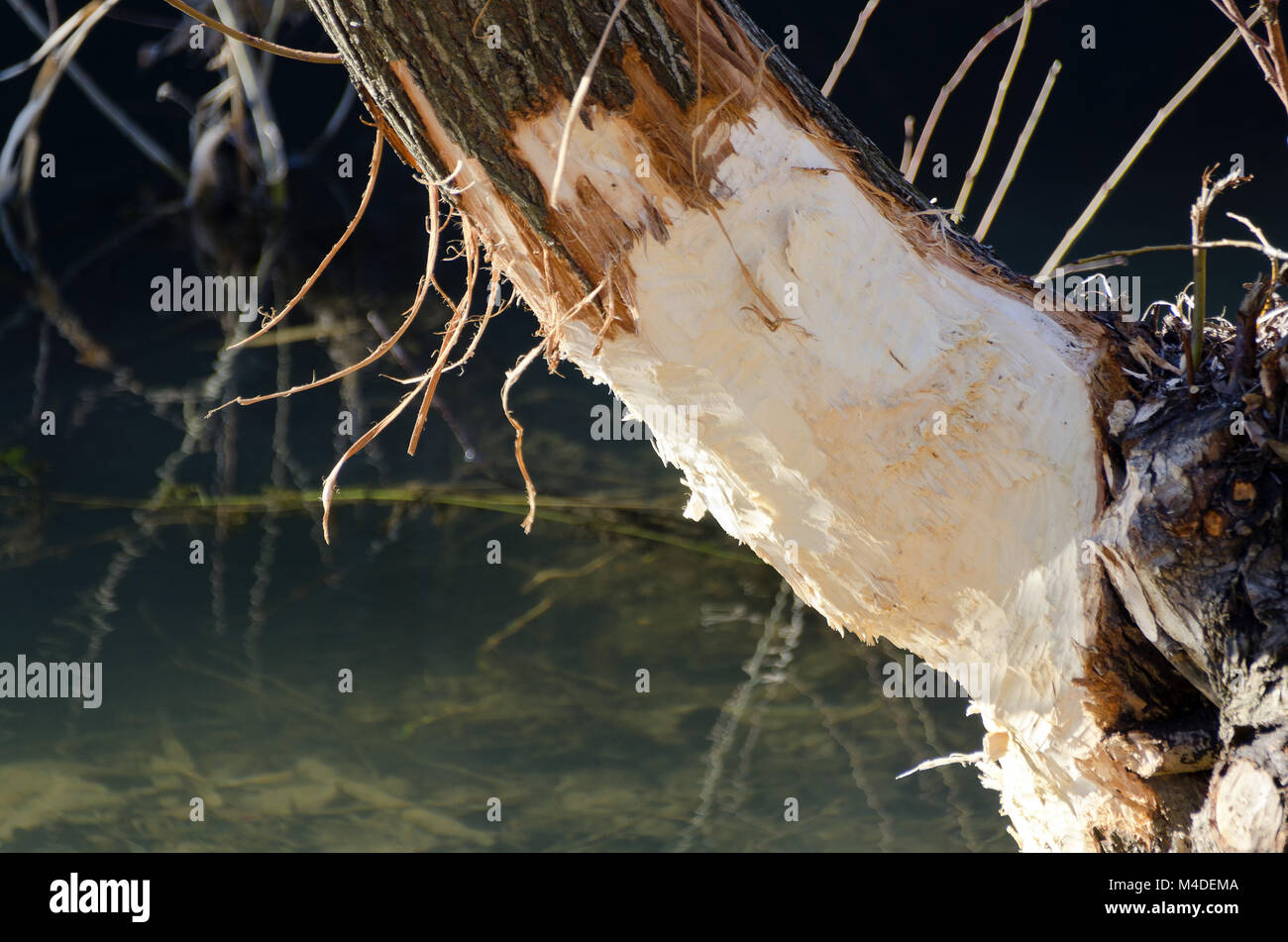 Tree stem hi-res stock photography and images - Alamy