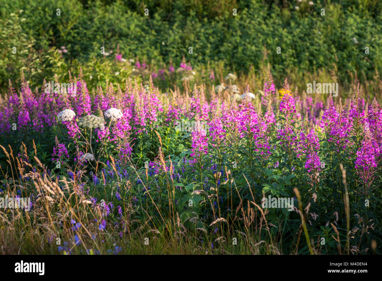 Norwegian wild flower hi-res stock photography and images - Alamy