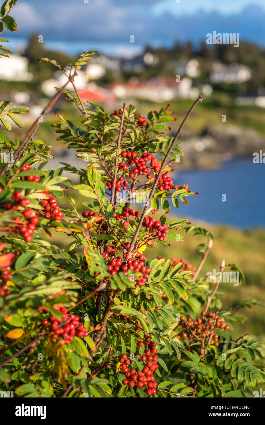 Red berries at the west coast of Norway Stock Photo - Alamy