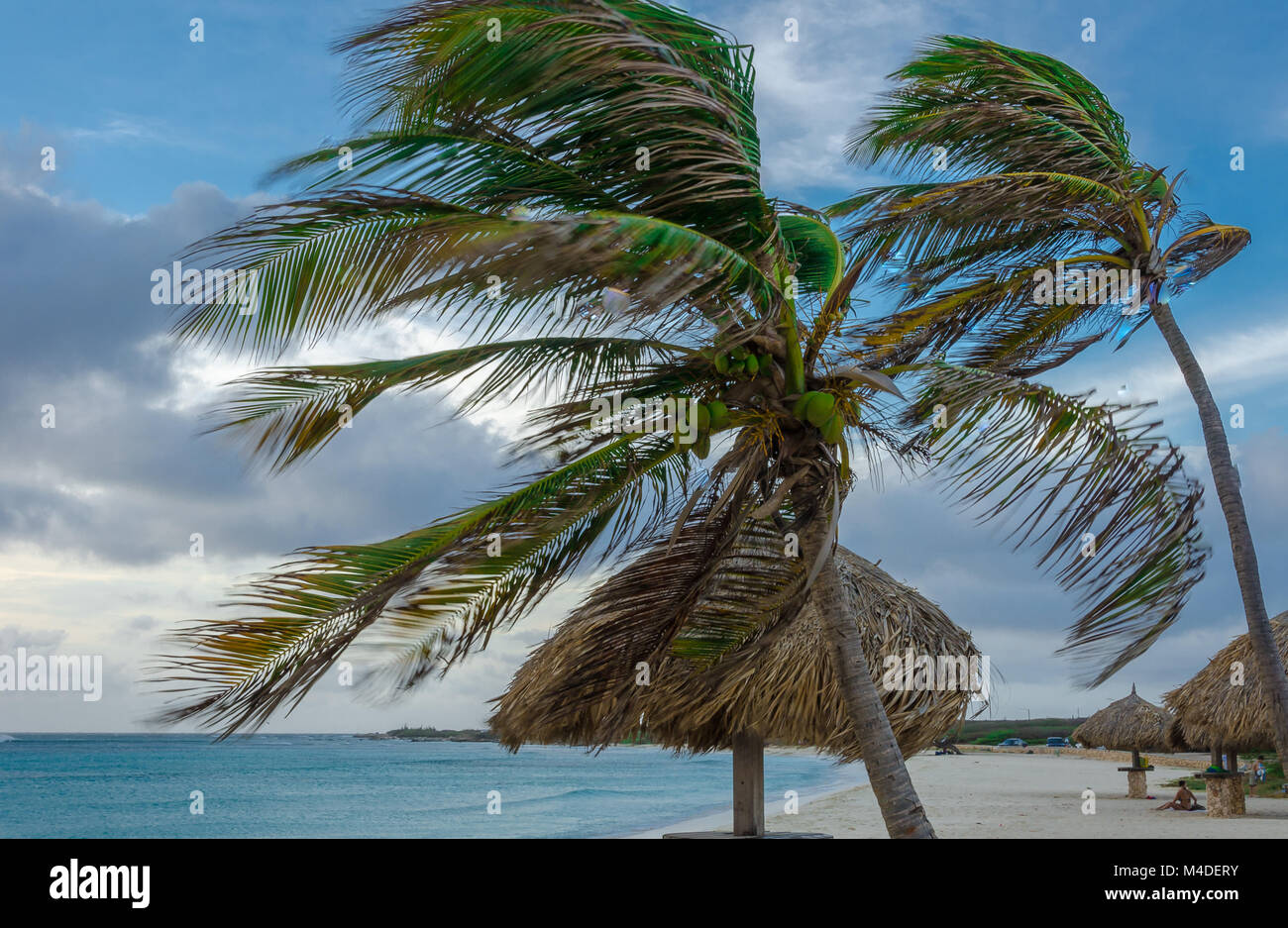 Rest area with Palm trees by the beach in Aruba Stock Photo - Alamy