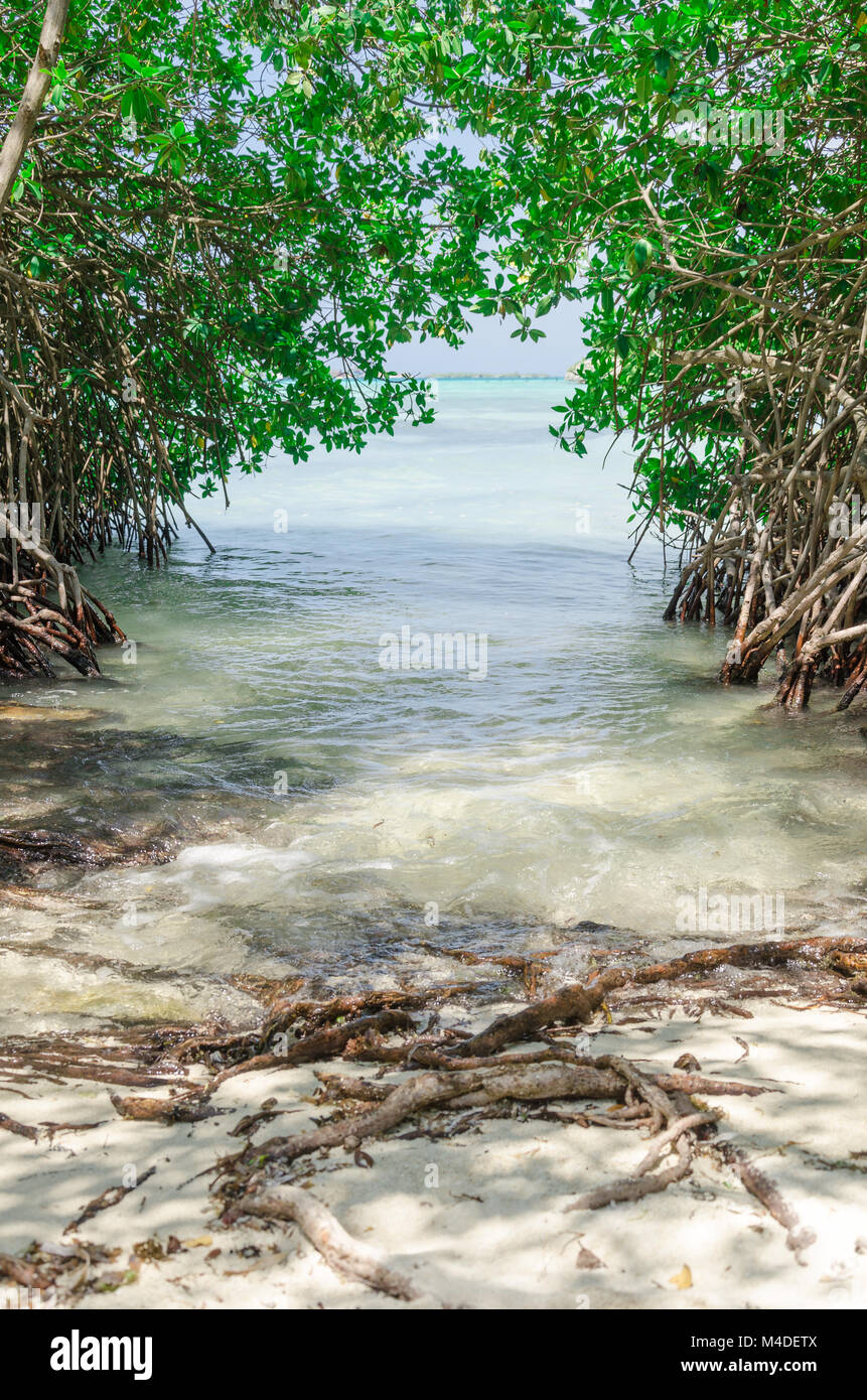 Amazing view of the Mangel Halto beach in Aruba Stock Photo - Alamy