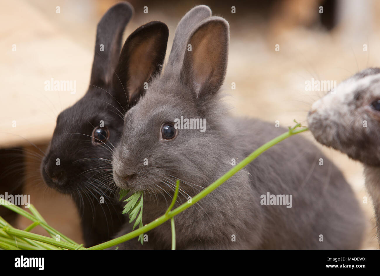 Rabbits are long hi-res stock photography and images - Alamy