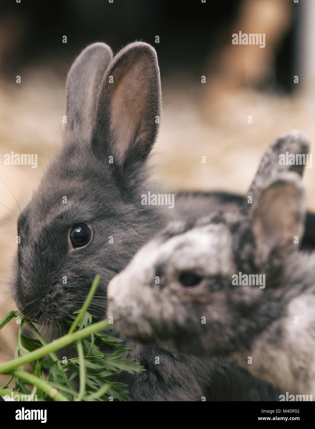 Grey rabbits hi-res stock photography and images - Alamy