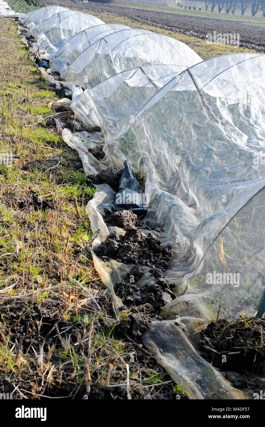 Vegetable growing under protective net of winter leek Stock Photo - Alamy