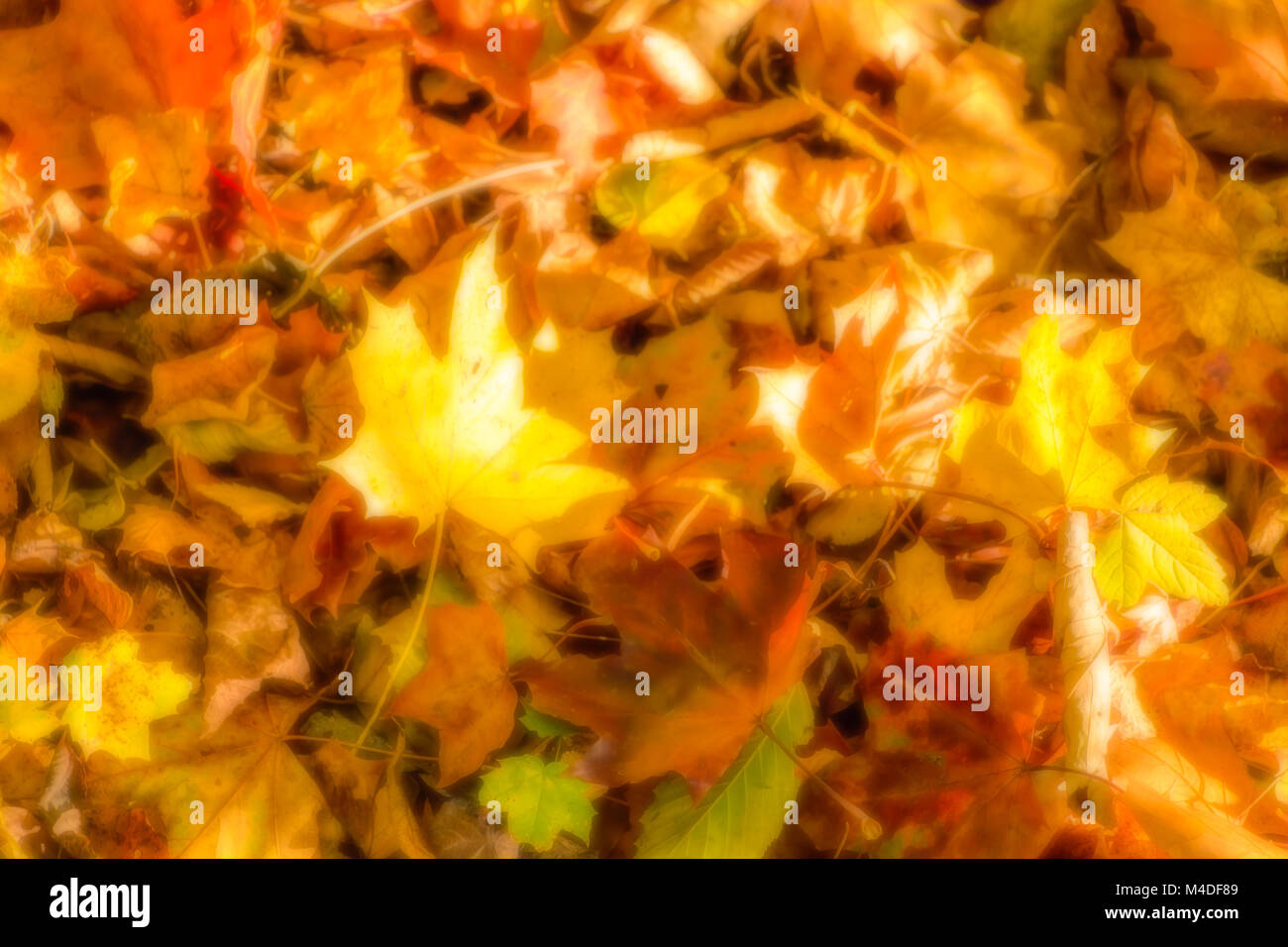 Blurred background of maple leaves in a autumn forest scenery Stock Photo - Alamy