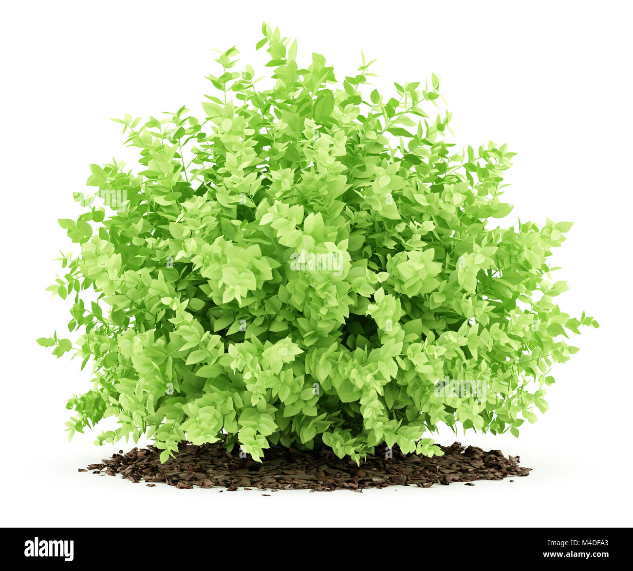 small boxwood plant isolated on white background Stock Photo - Alamy