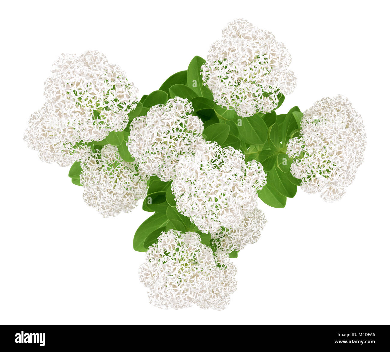 top view of flowering sedum plant isolated on white background Stock ...