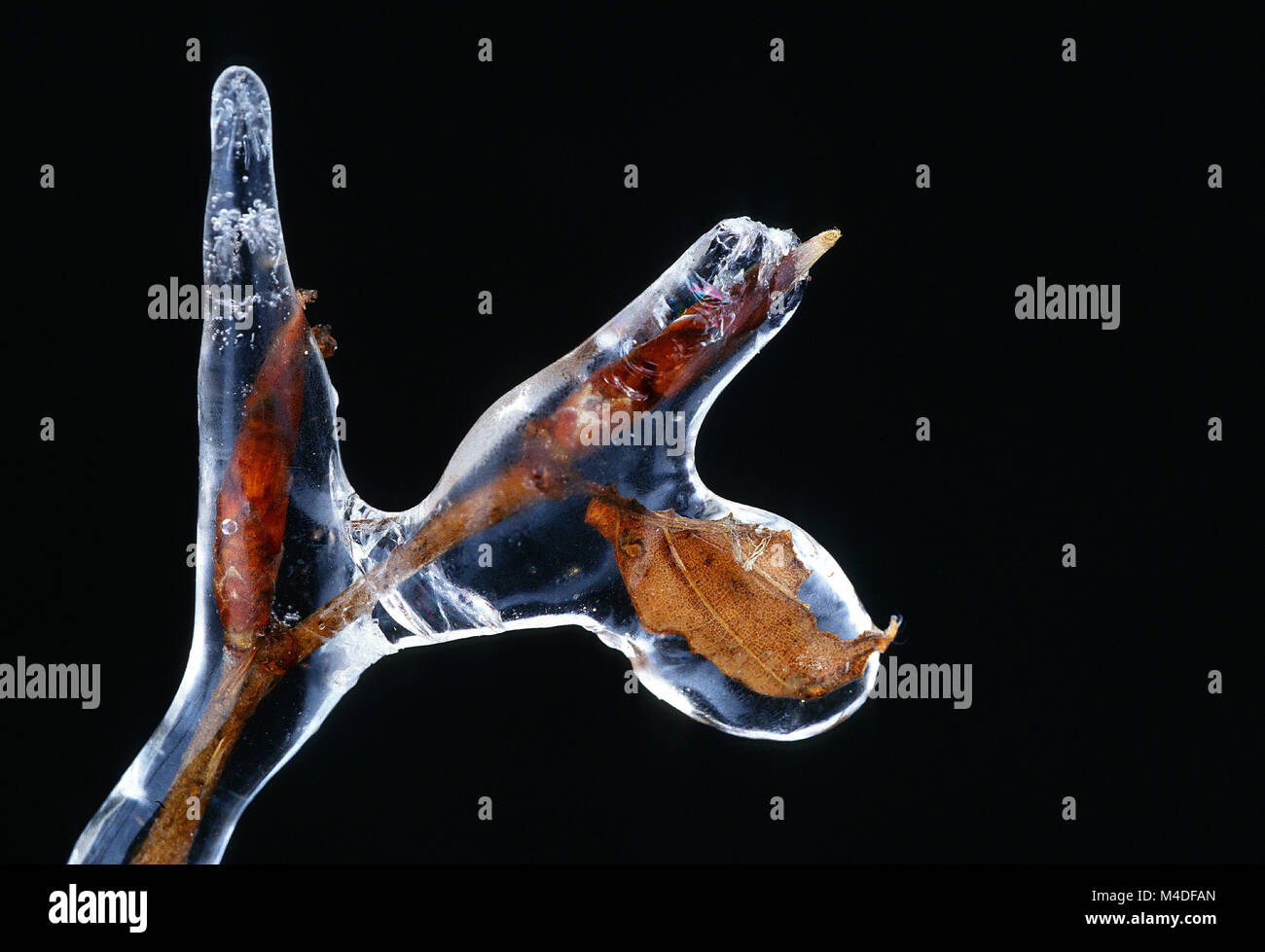 sleet; freezing rain; sleety rain; bud; leaf bud Stock Photo - Alamy