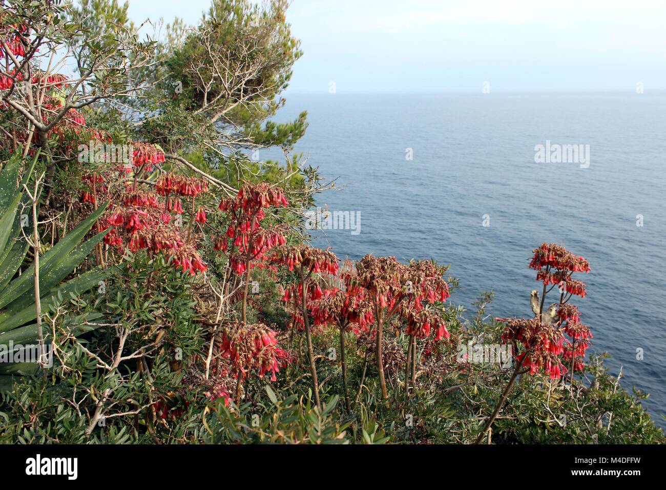 Slope flowers hi-res stock photography and images - Alamy