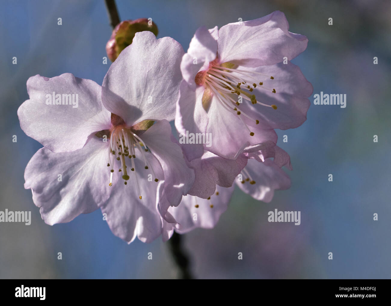 Sakura flowers, close-up Stock Photo - Alamy
