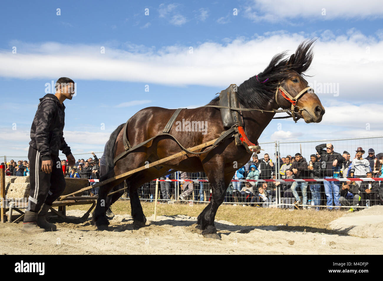 Horse heavy pull tournament Stock Photo - Alamy