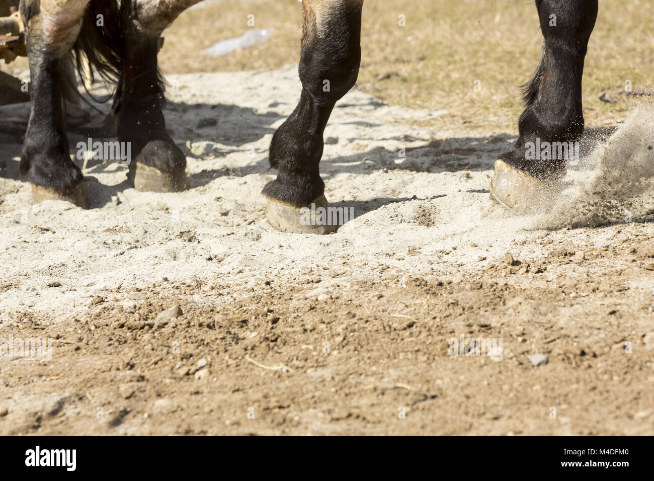 Horse heavy pull tournament Stock Photo - Alamy