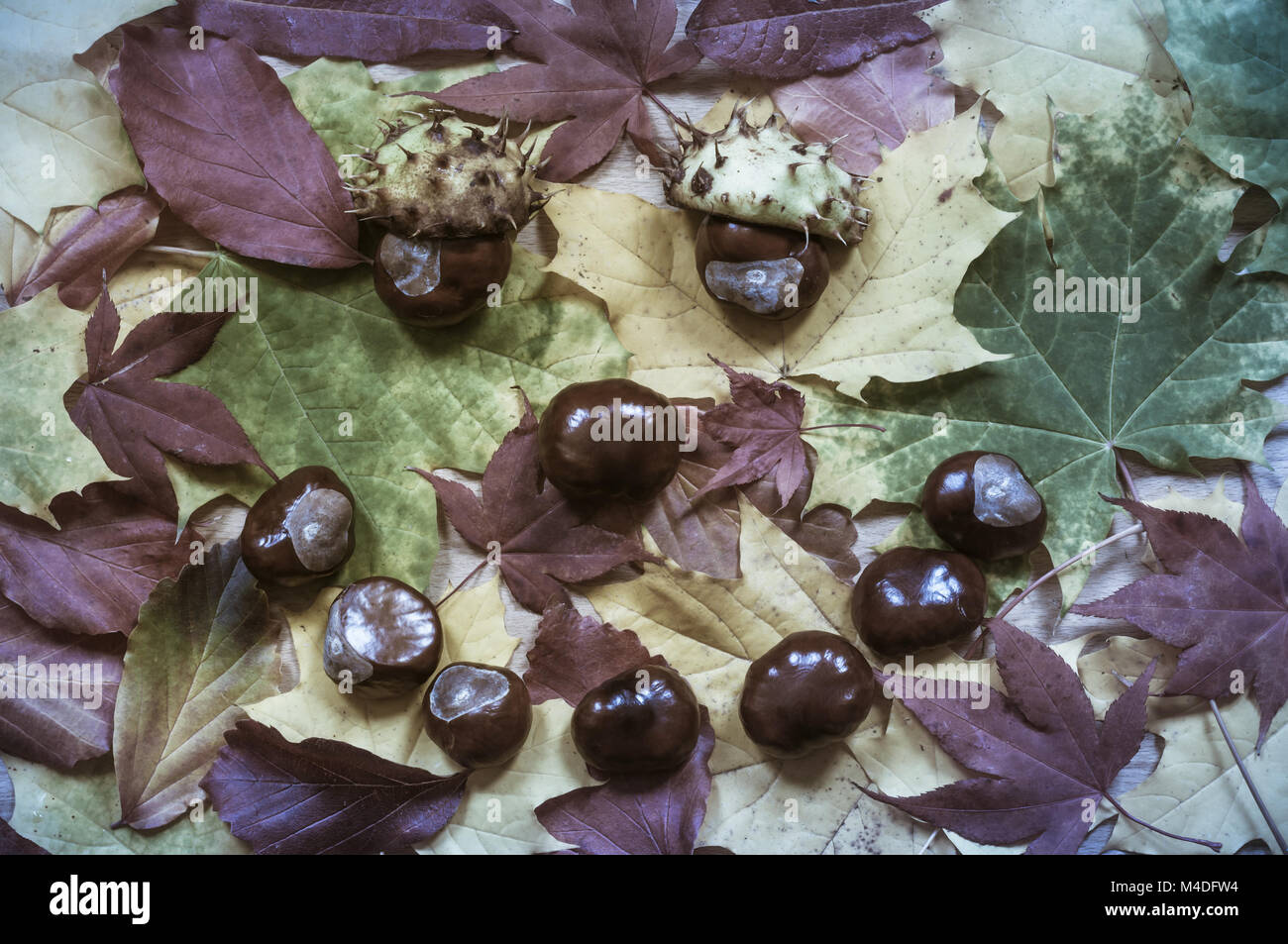 Face of foliage and chestnut Stock Photo - Alamy