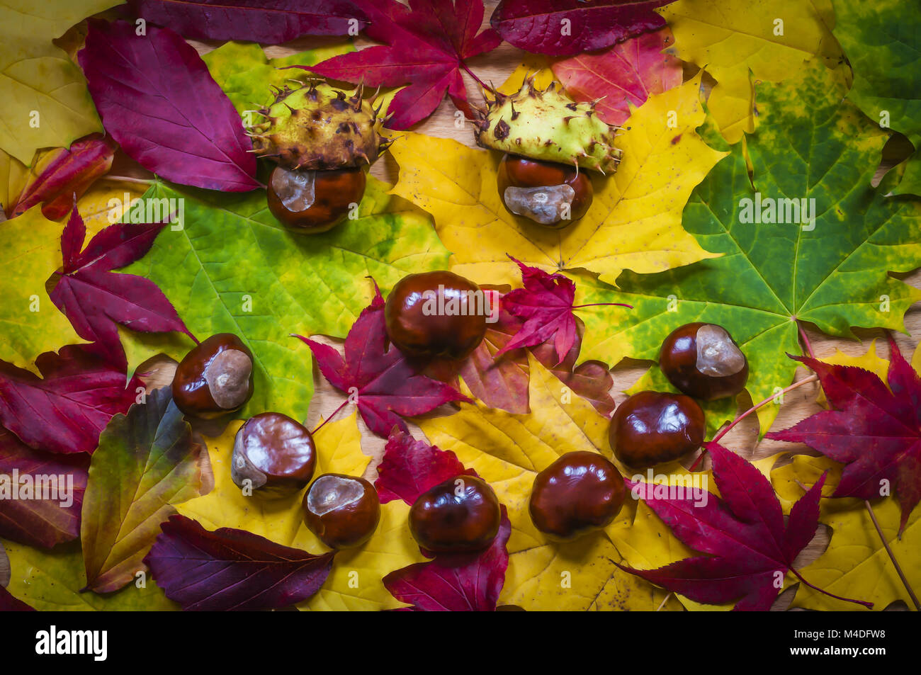 Face of foliage and chestnut Stock Photo - Alamy
