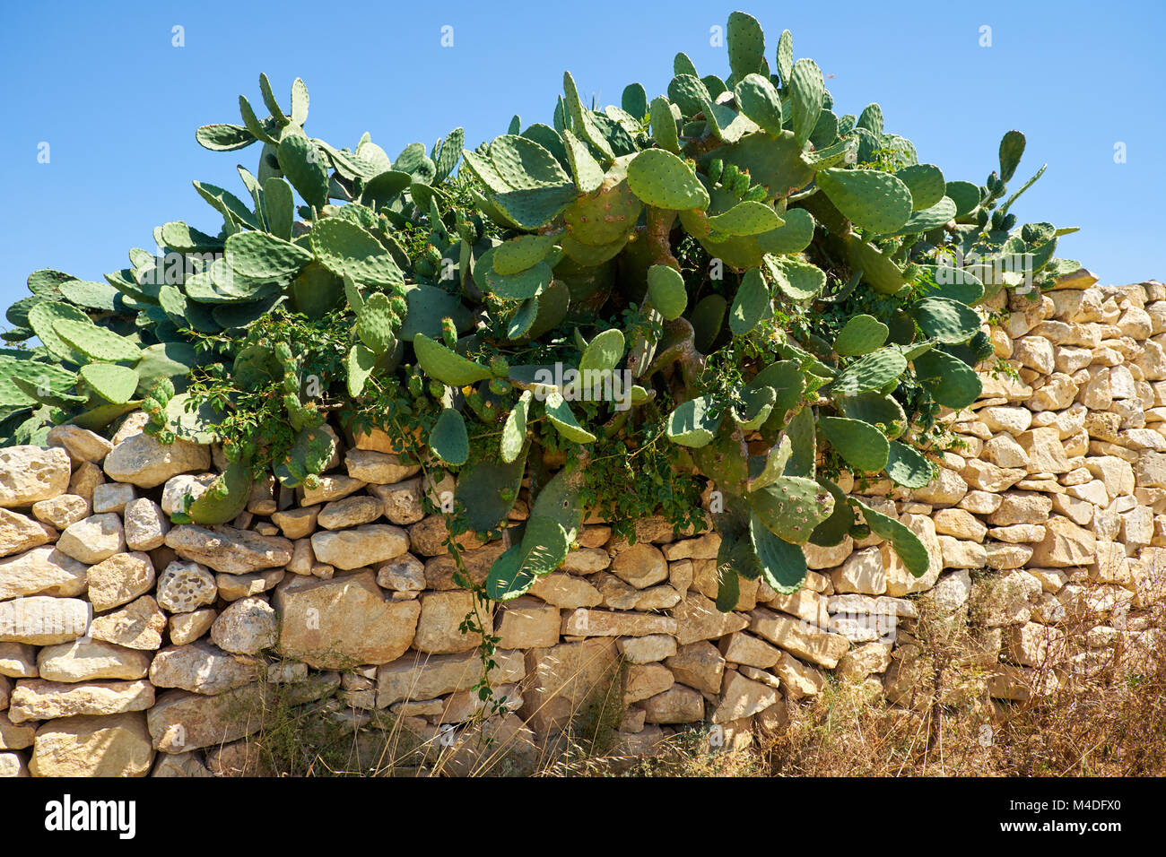 Cactus plant malta hi-res stock photography and images - Alamy