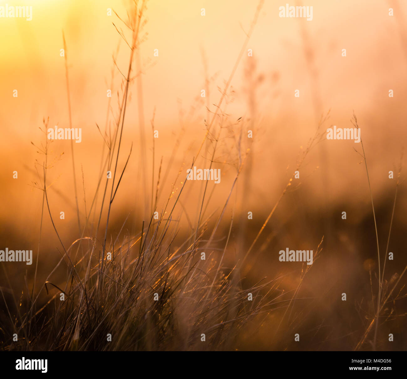 Retro grass hi-res stock photography and images - Alamy