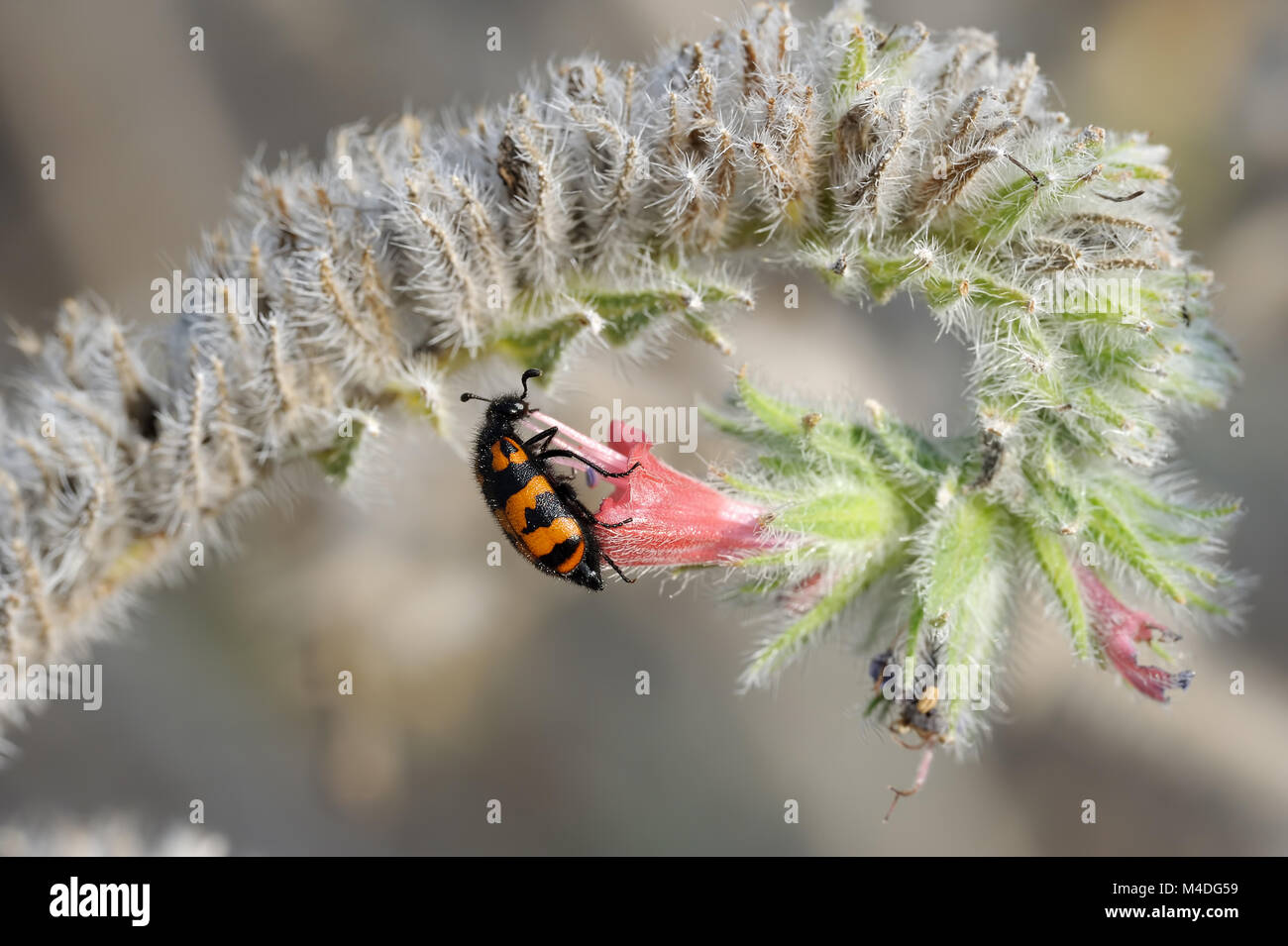 Closeup of the nature of Israel Stock Photo - Alamy