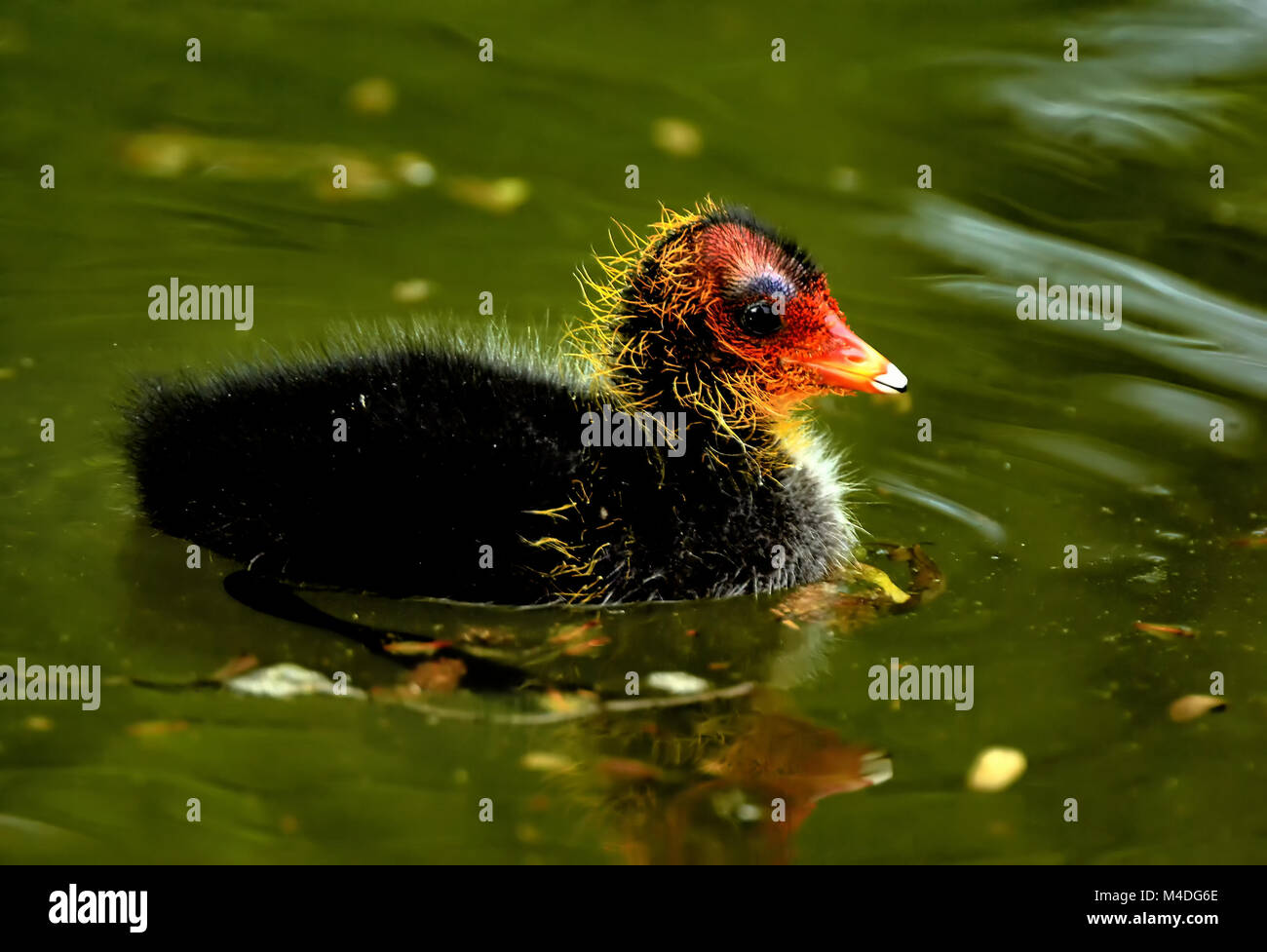 young Eurasian coot Stock Photo - Alamy