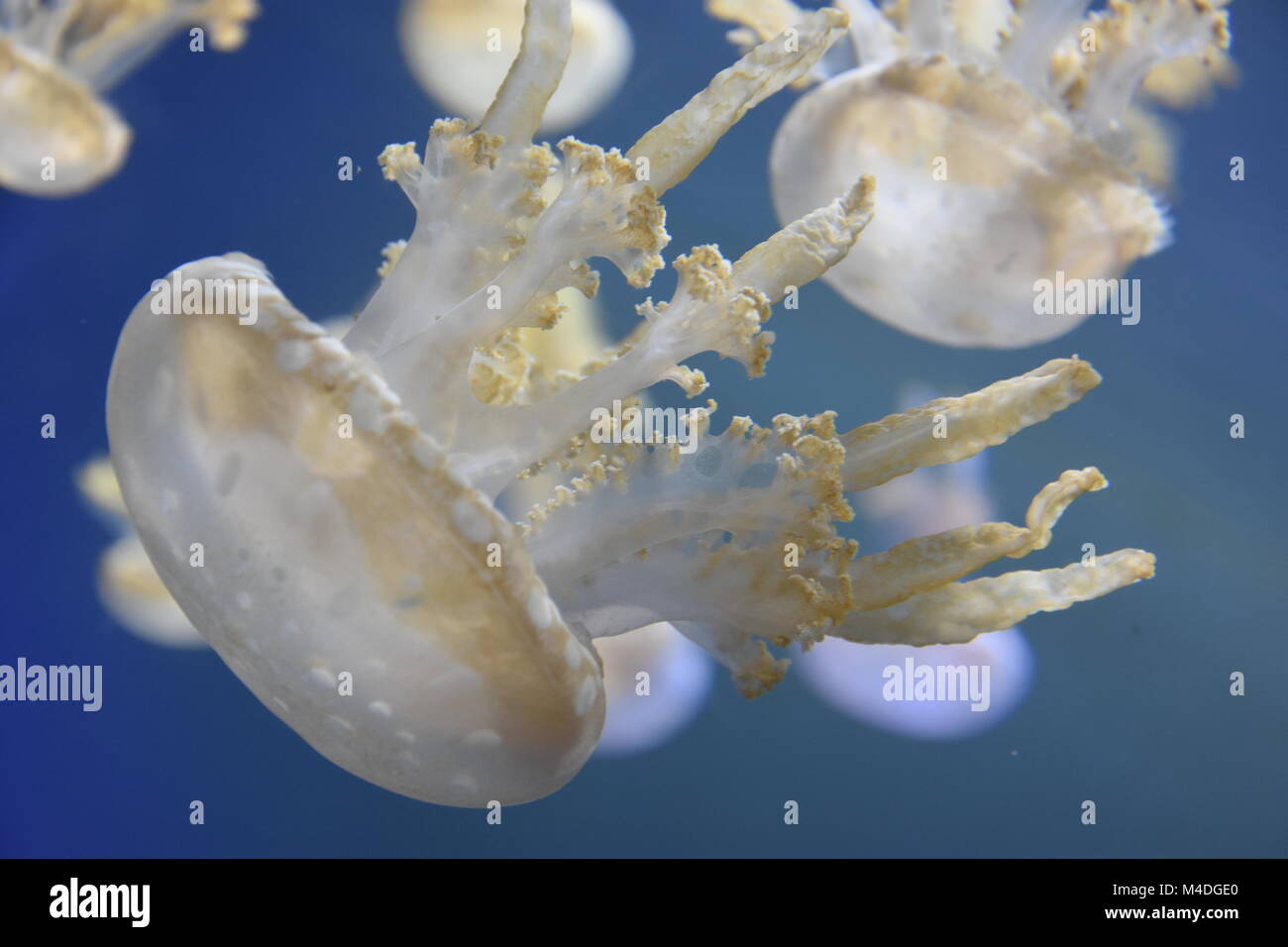 Flying Jellyfish High Resolution Stock Photography and Images - Alamy