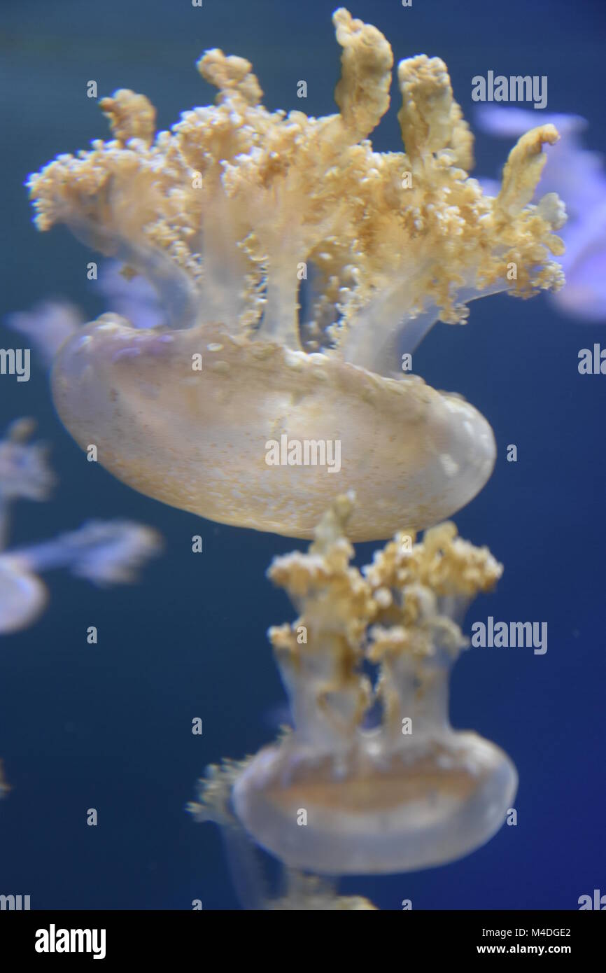 Flying jellyfish hi-res stock photography and images - Alamy