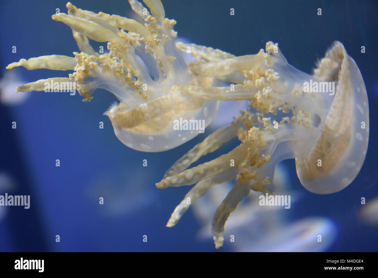 Angel fish aquarium many hi-res stock photography and images - Alamy