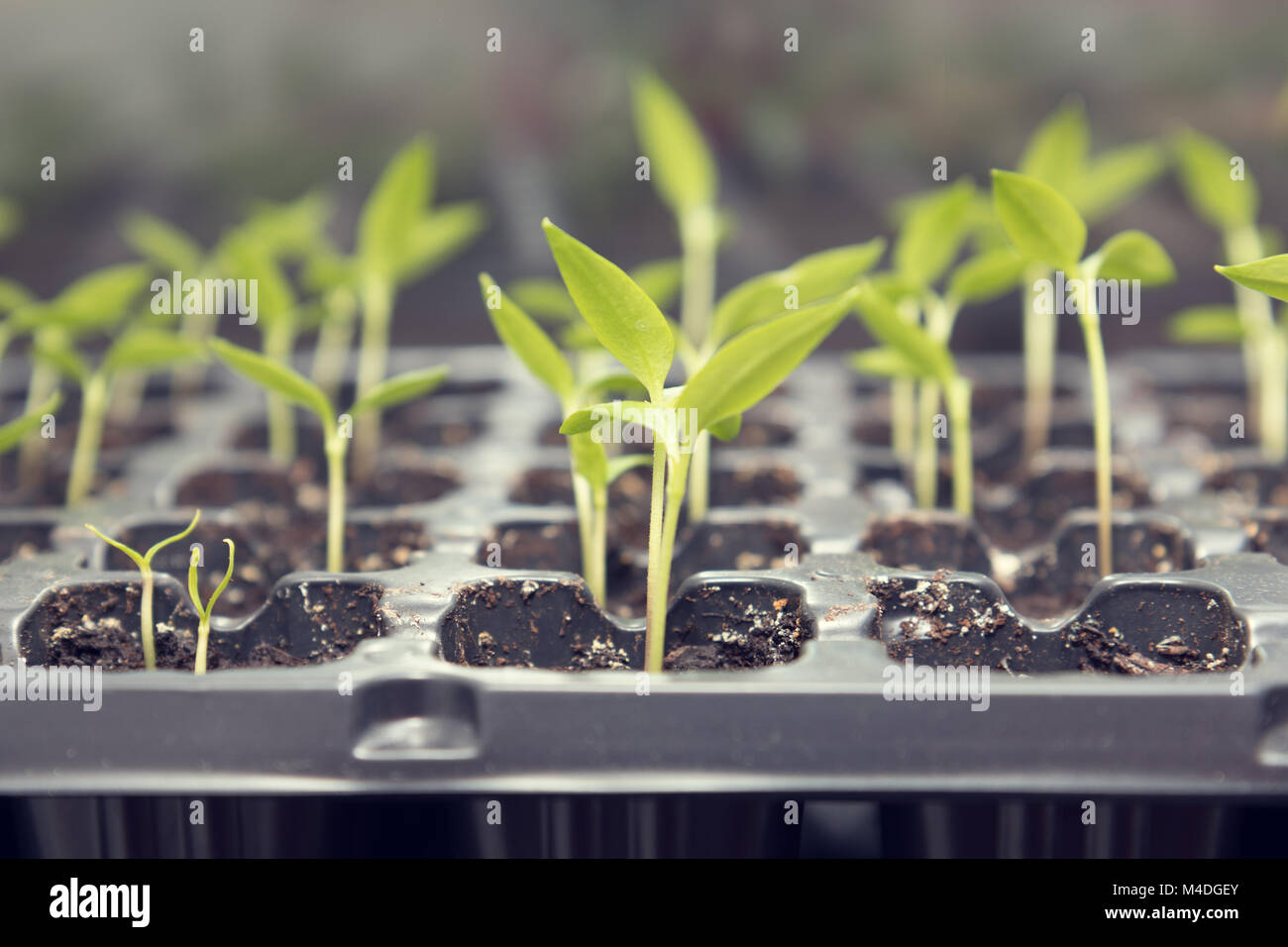 Pepper seedling transplants growing Stock Photo - Alamy
