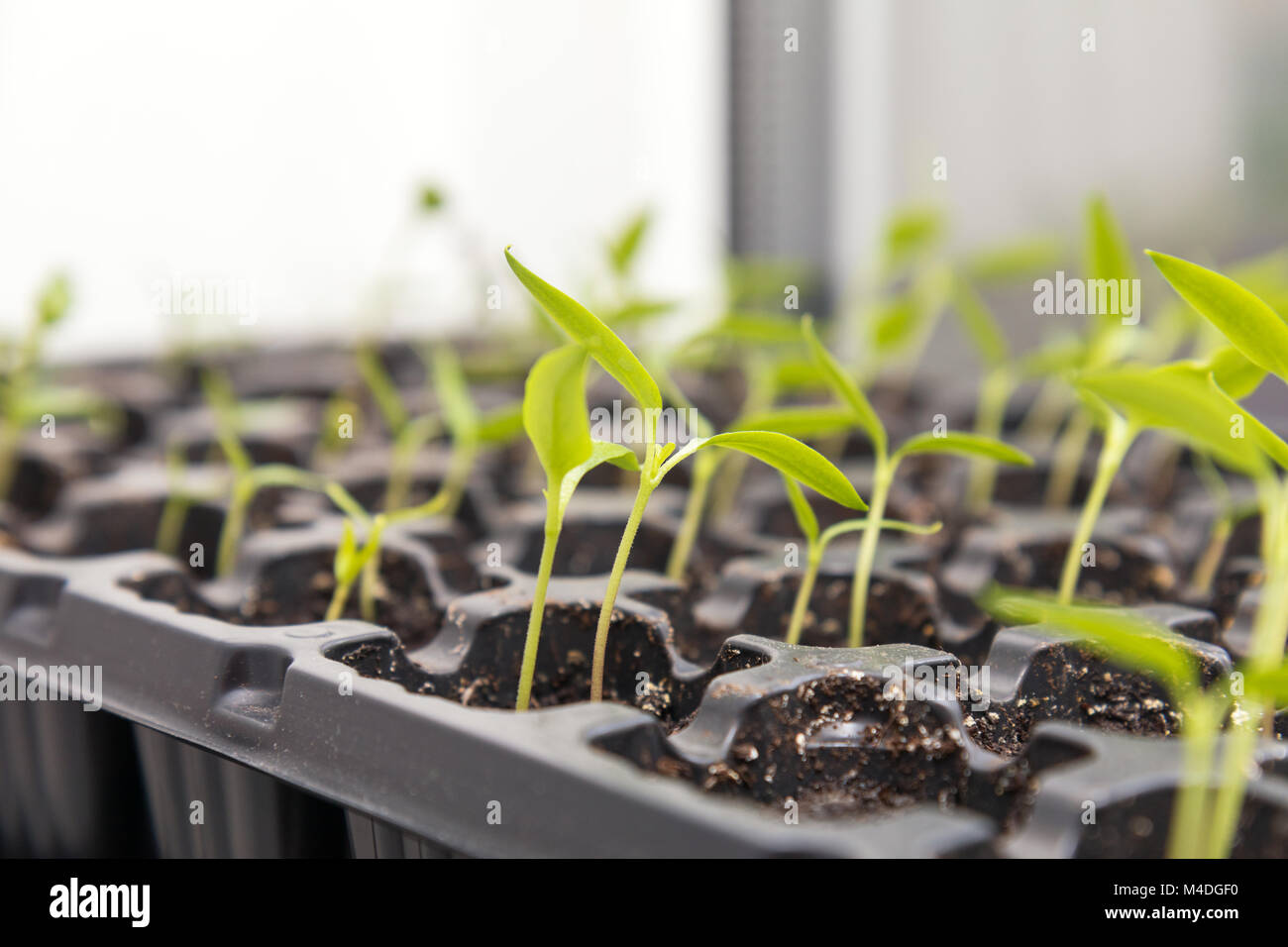 Pepper seedling transplants growing Stock Photo - Alamy