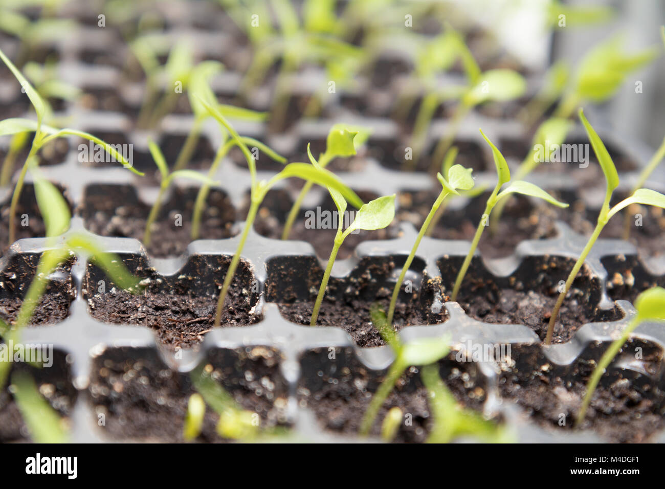 Pepper seedling transplants growing Stock Photo - Alamy