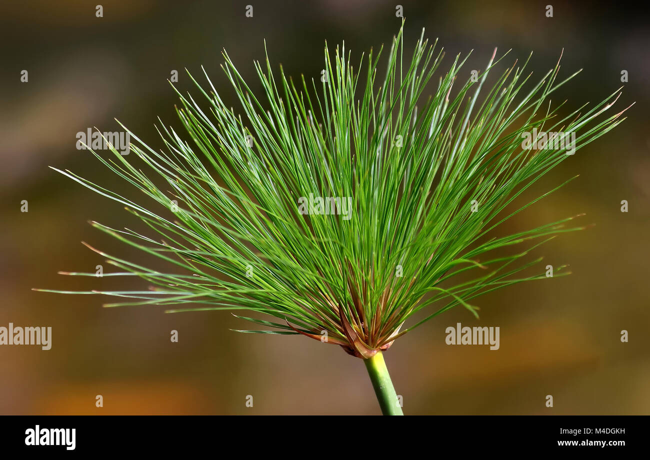 Papyrus reed cyperus papyrus hi-res stock photography and images - Alamy