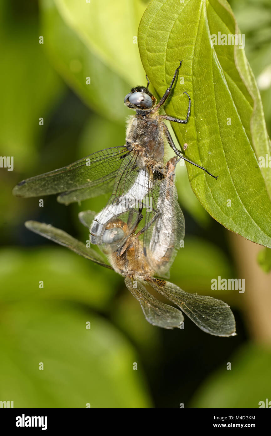 Scarce hi-res stock photography and images - Alamy