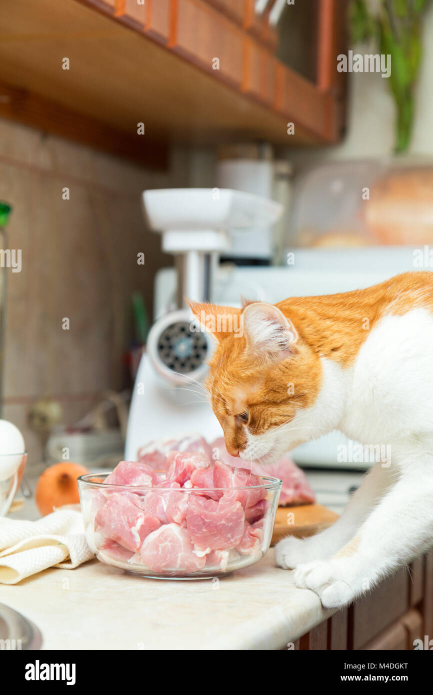 Cat meat hi-res stock photography and images - Alamy