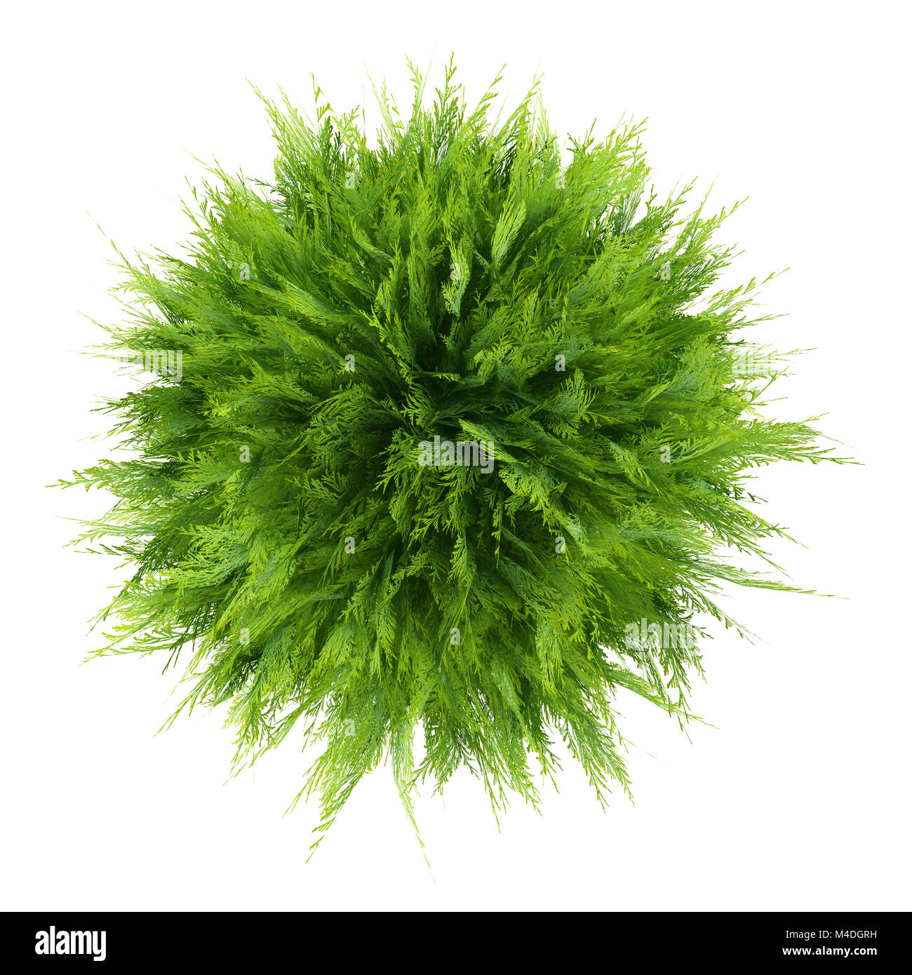 top view of thuja plant isolated on white background Stock Photo - Alamy