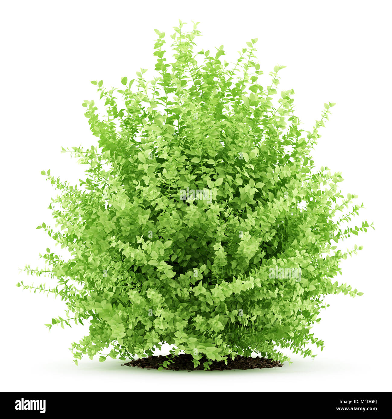 large boxwood plant isolated on white background Stock Photo - Alamy
