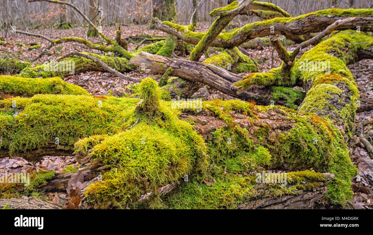 in the forest - green lichen on old trees Stock Photo - Alamy