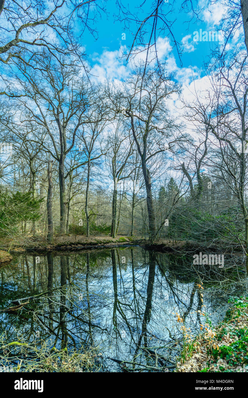 in the forest - small pond and trees Stock Photo - Alamy