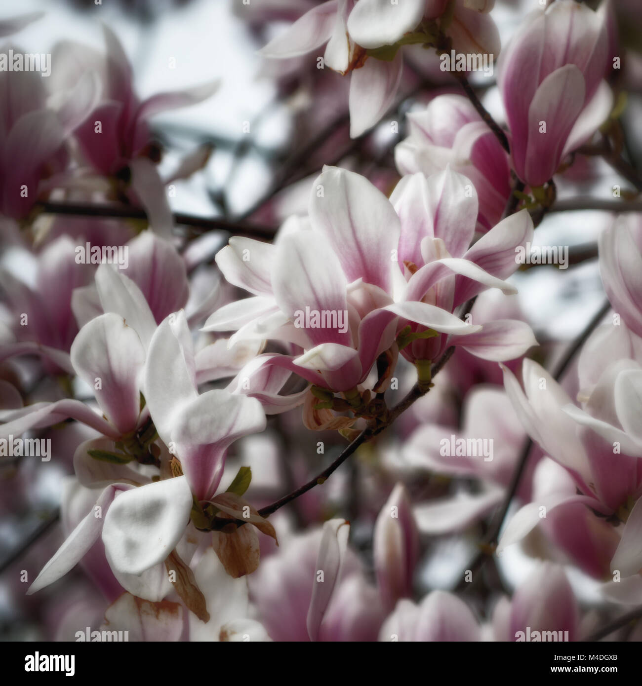 Magnolias hi-res stock photography and images - Alamy