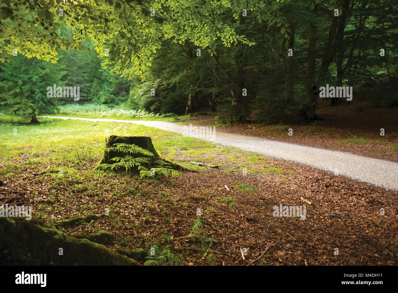 Stump road hi-res stock photography and images - Alamy