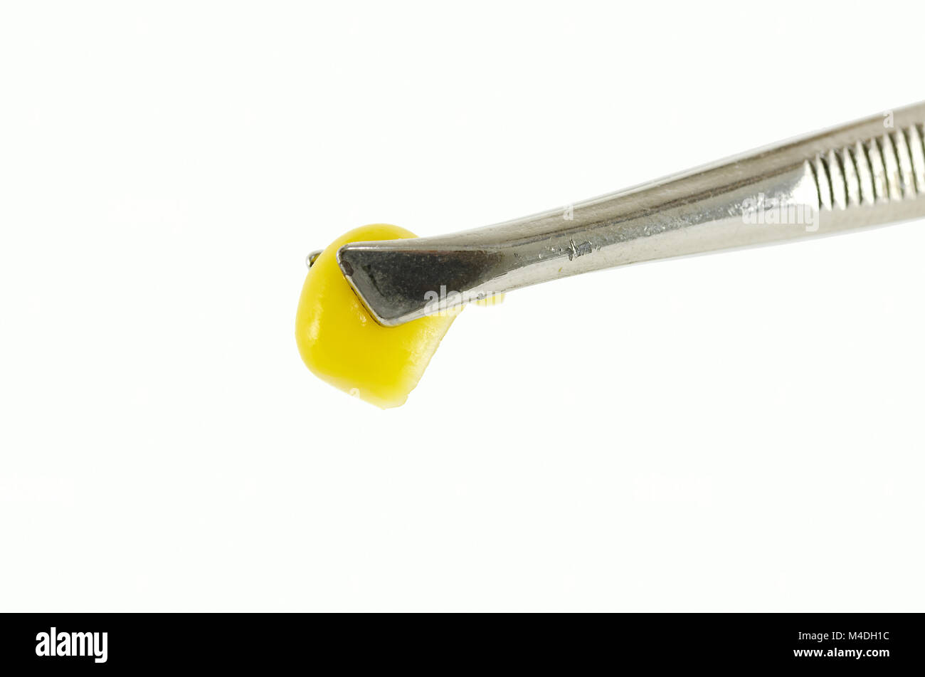 tweezers with grain of corn Stock Photo - Alamy