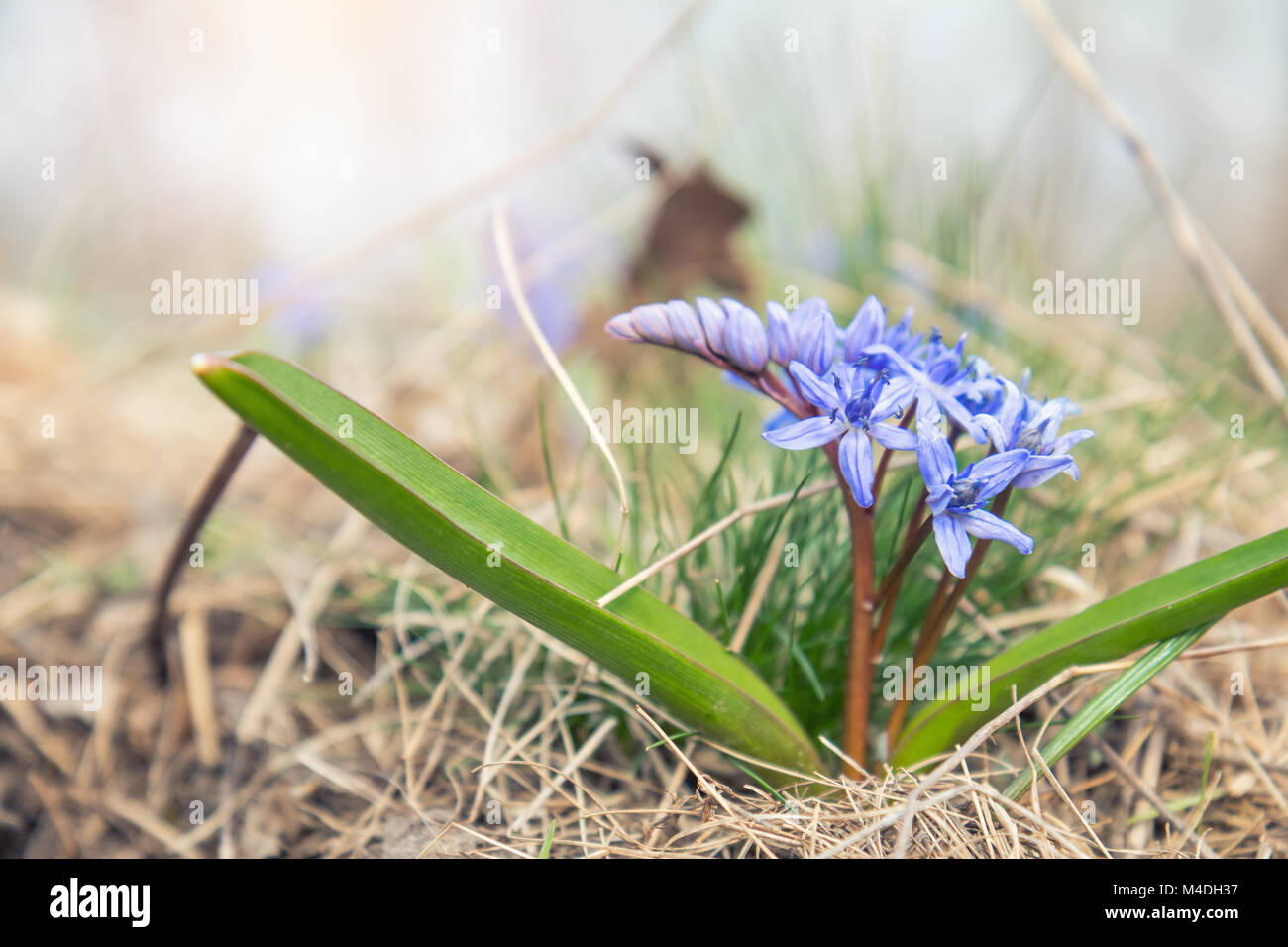 Wild growing blue snowdrop Stock Photo - Alamy
