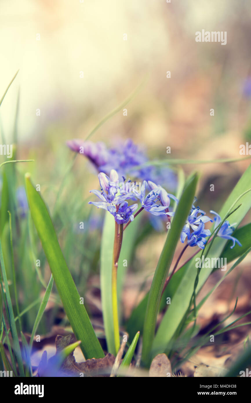 Wild growing blue snowdrop Stock Photo - Alamy